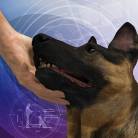 Normal Social Behavior in Dogs - Dog Owners - MSD Veterinary Manual