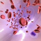 Blood Groups and Blood Transfusions in Dogs - Dog Owners - MSD ...