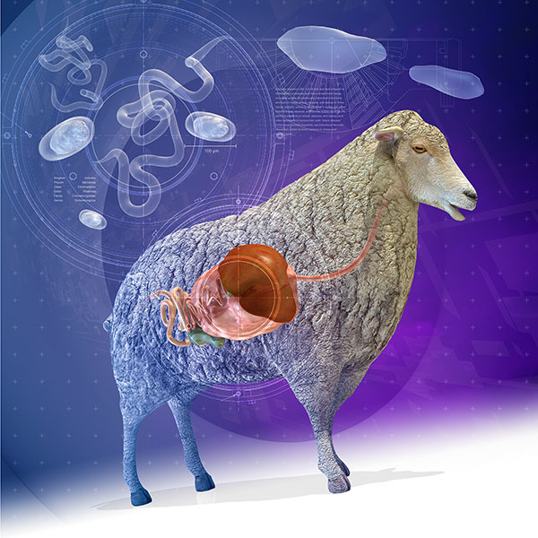 Bloat in Ruminants - Digestive System - Veterinary Manual