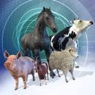 Overview of Respiratory Diseases of Sheep and Goats - Respiratory ...