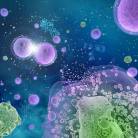 Adaptive Immunity in Animals - Immune System - MSD Veterinary Manual