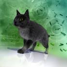 The Urinary System of Dogs - Dog Owners - Veterinary Manual