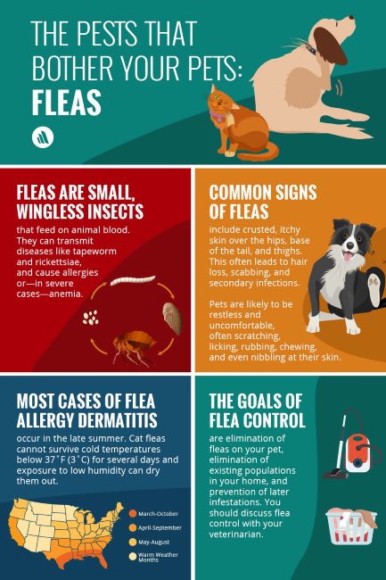 how do fleas affect cats