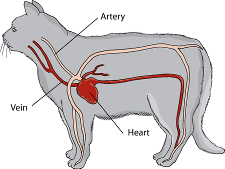 cat circulatory system