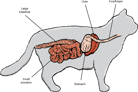 cat digestion problems