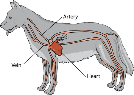 dog jugular pulse