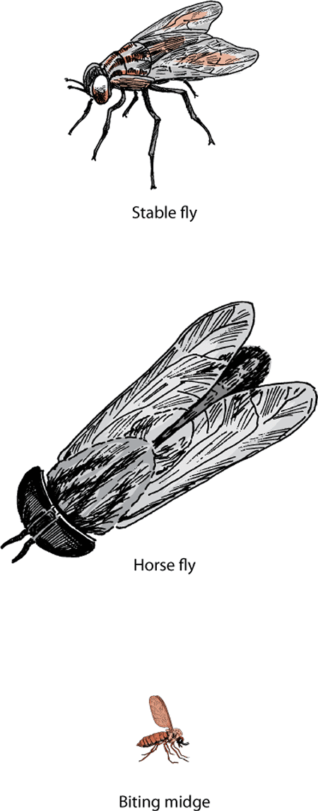horse fly cycle