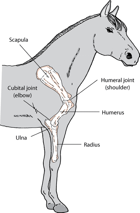 animal humerus