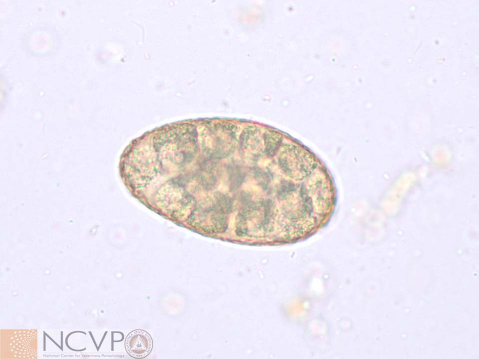 fasciola hepatica dog