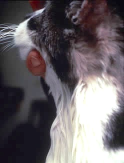 Cartilage Thyroid Cat